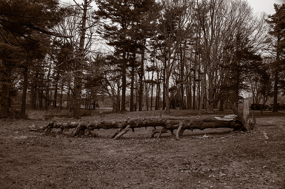 Gary-Beeber-aCurator-Fallen-tree – aCurator